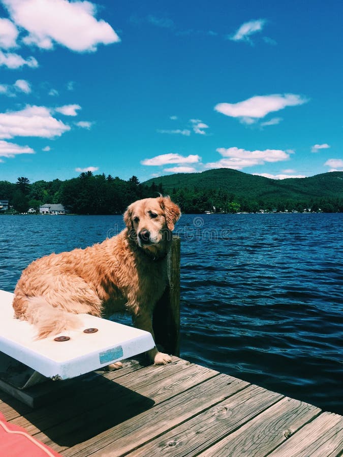 Summertime Dog stock image. Image of relax, summertime - 116572735