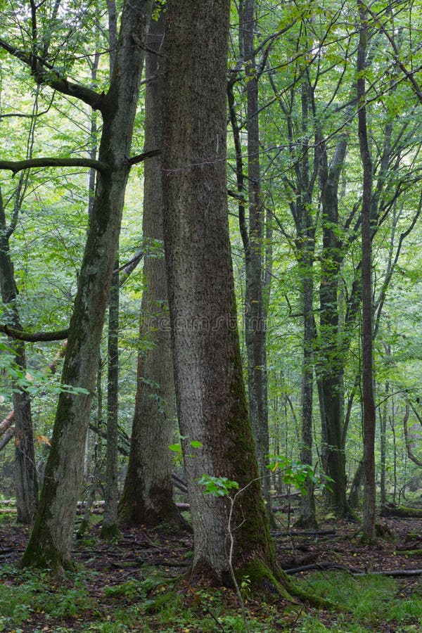 Summertime Misty Midday in Forest Stock Photo - Image of poland, season ...