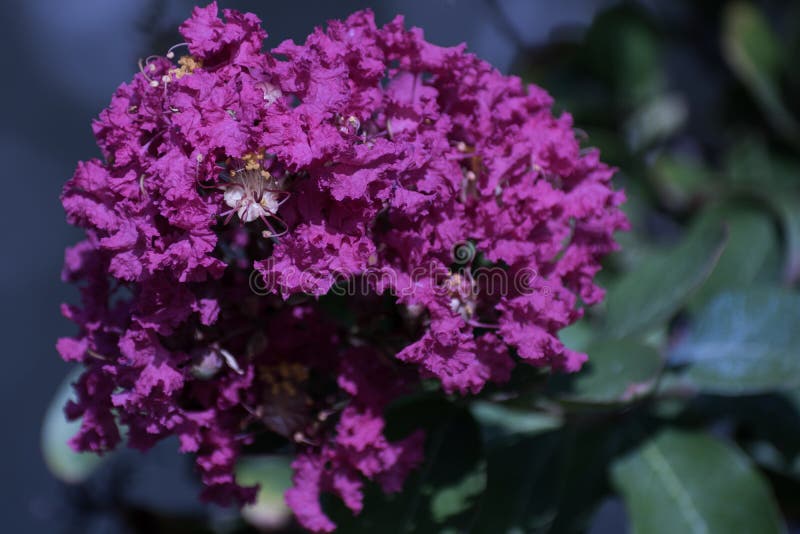 Summertime Purple and Greenery Stock Image - Image of green, summer ...