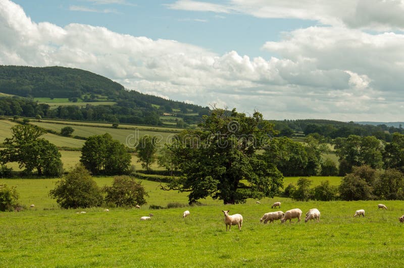 Summertime Sheep in a Meadow in the British Countryside. Stock Image ...