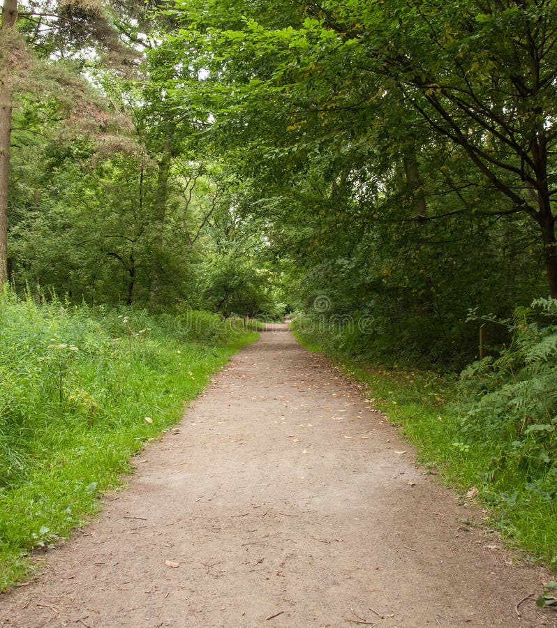 Summertime Trees in the British Countryside. Stock Photo - Image of ...
