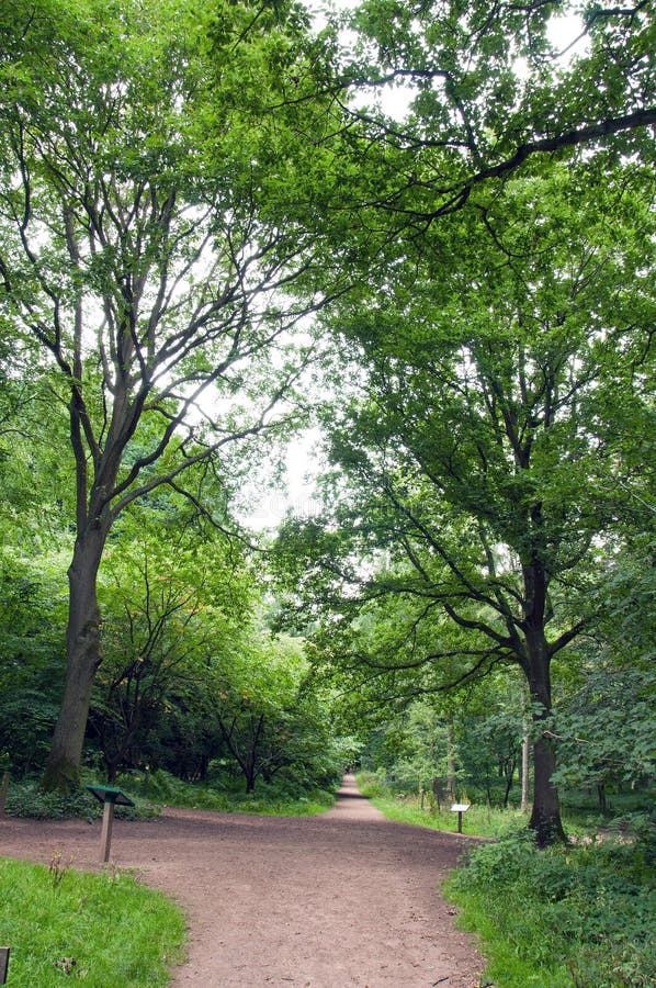 Summertime Trees in the British Countryside. Stock Photo - Image of ...