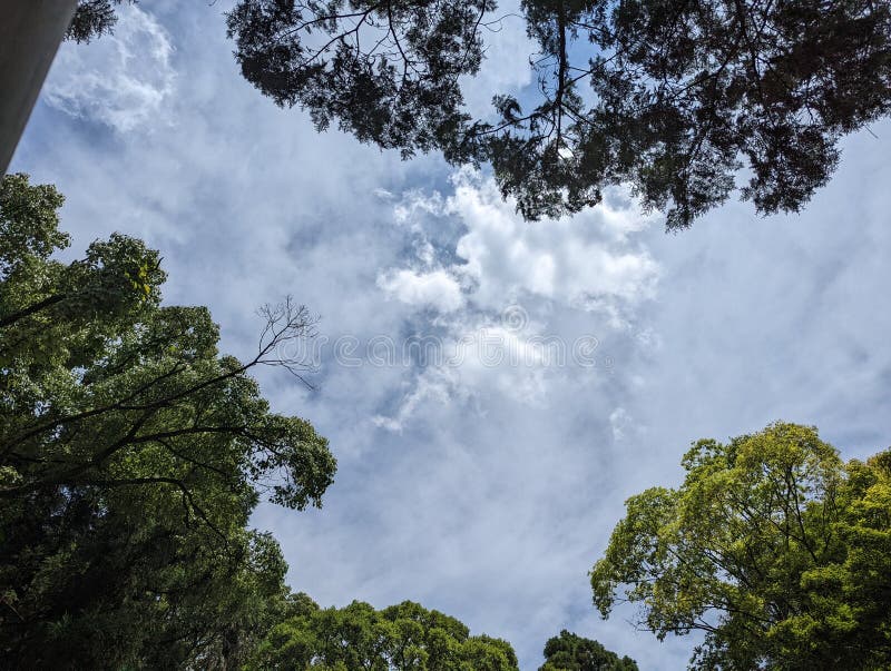Summertime Trees in the Forest Stock Photo - Image of sunlight, flower ...