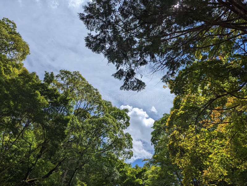 Summertime Trees in the Forest Stock Photo - Image of sunlight, flower ...
