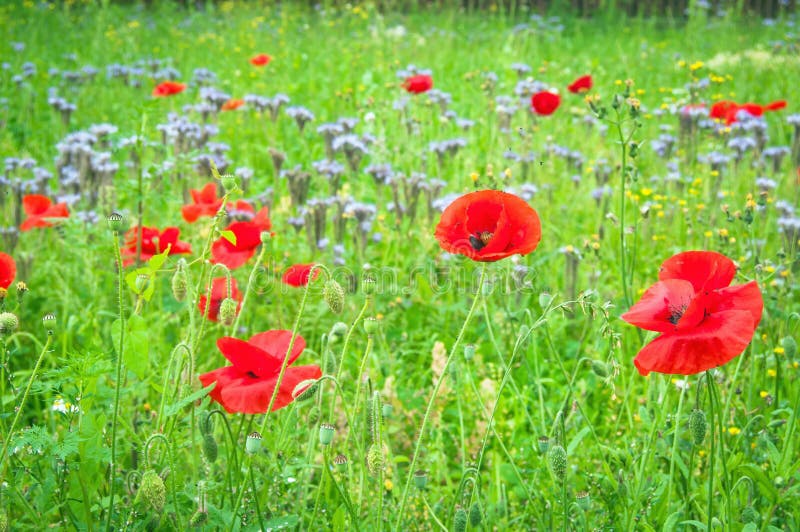 Summertime - Wild Red Poppy on a Meadow Stock Image - Image of garden ...