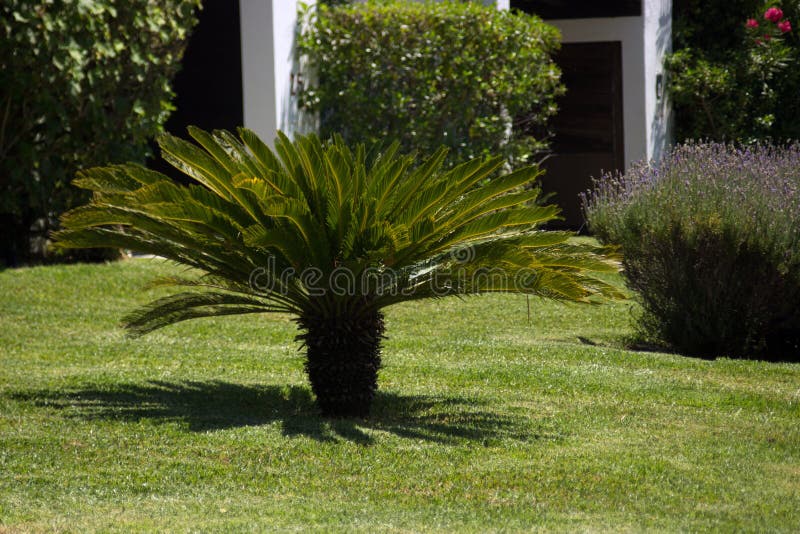 SummerTree stock image. Image of flowers, pink, landscape - 56748799