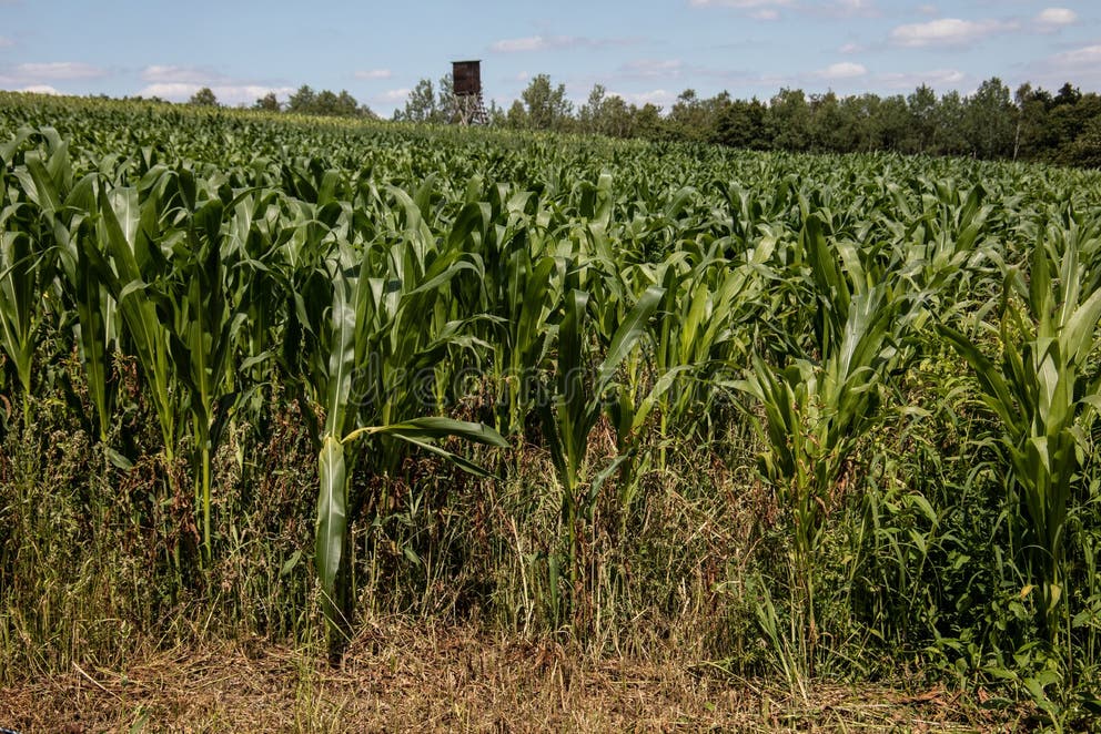 Summery corn field stock image. Image of harvest, scene - 192977941