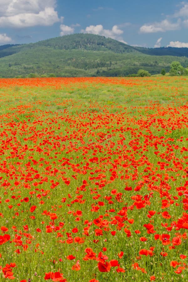 Summery Feelings on a Poppy Field in the Beautiful Werratal. Thuringia ...