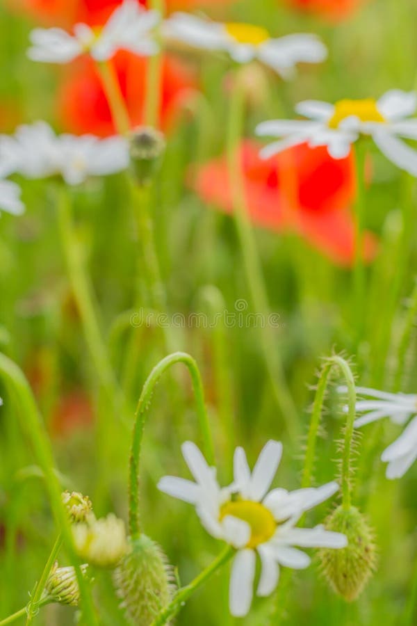 Summery Feelings on a Poppy Field in the Beautiful Werratal. Thuringia ...
