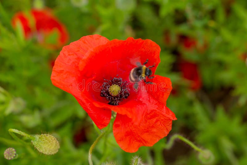 Summery Feelings on a Poppy Field in the Beautiful Werratal. Thuringia ...