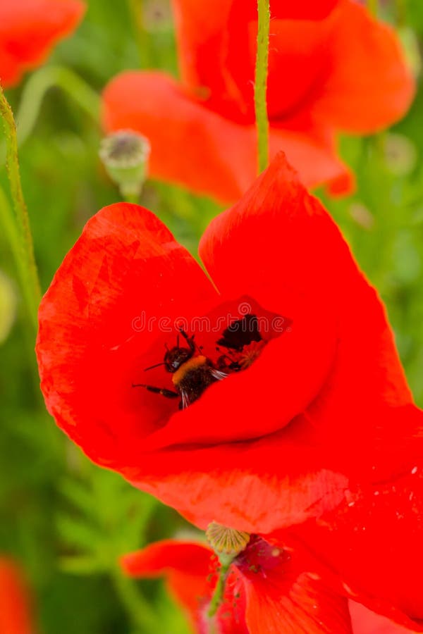 Summery Feelings on a Poppy Field in the Beautiful Werratal. Thuringia ...
