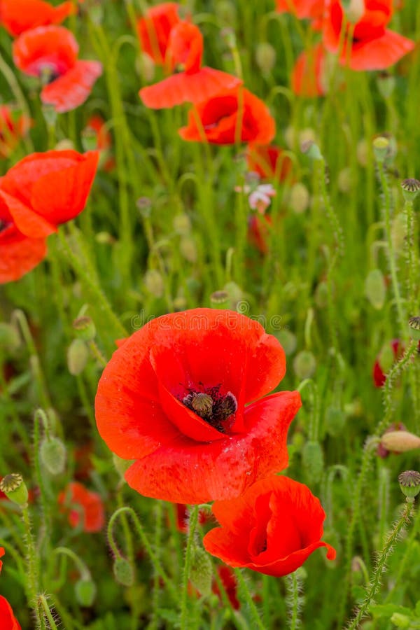 Summery Feelings on a Poppy Field in the Beautiful Werratal. Thuringia ...