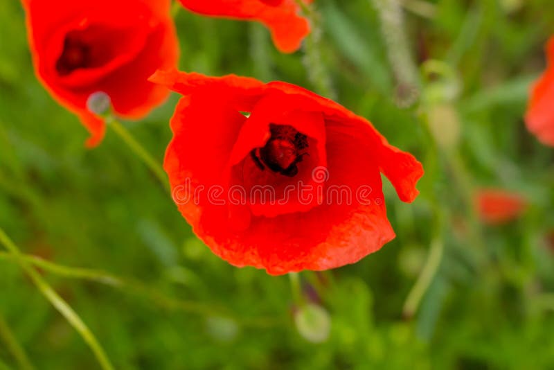 Summery Feelings on a Poppy Field in the Beautiful Werratal. Thuringia ...