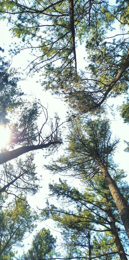 Sumner in forest tree stock photo. Image of sumner, tree - 293246474