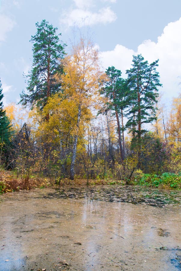 Sumpf stockbild. Bild von farbe, frech, ruhe, grün, land - 11542895