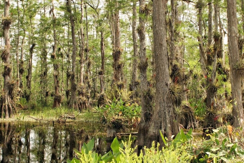Sumpf stockfoto. Bild von zypresse, nave, sumpf, feuchtgebiete - 15900366
