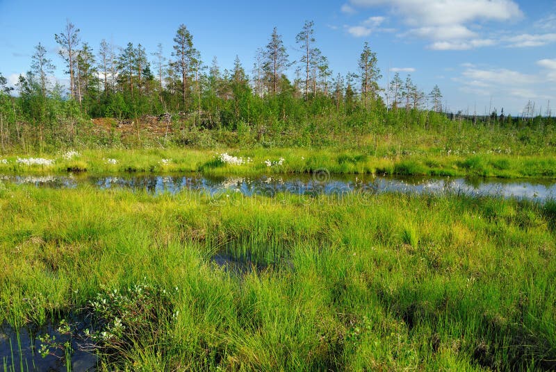Sumpf stockbild. Bild von sumpf, wasser, sommer, landschaft - 15871881