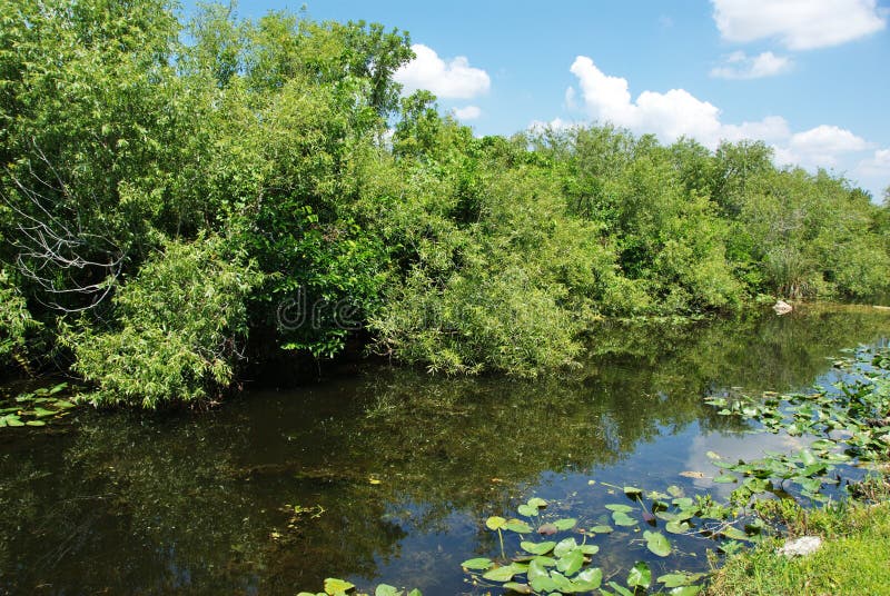 Sumpf stockfoto. Bild von zypresse, nave, sumpf, feuchtgebiete - 15900366