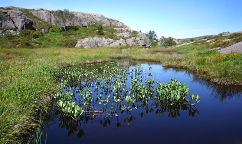 Sumpf stockbild. Bild von park, hölzern, wasser, nave - 21421841