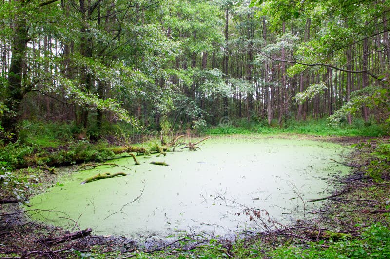 Sumpf stockfoto. Bild von schatten, feuchtigkeit, wasser - 26560646
