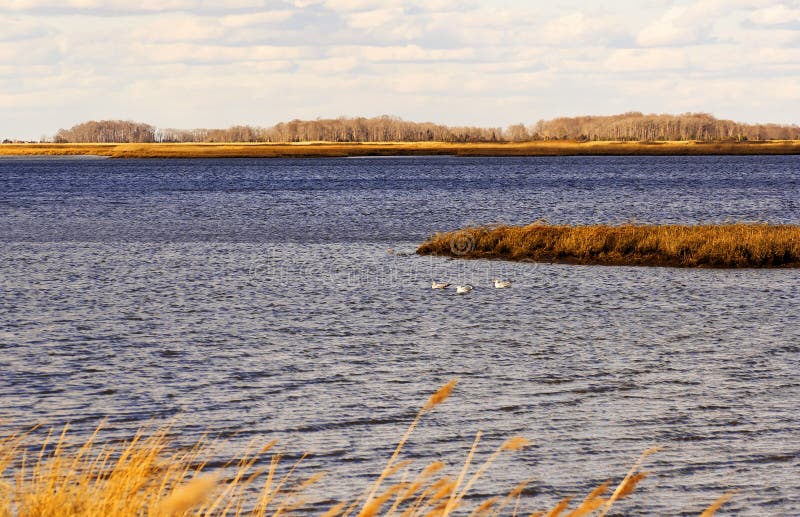 Sumpf stockbild. Bild von malerisch, delaware, wasser - 29039991