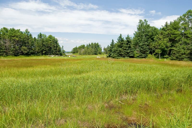 Moor stockfoto. Bild von sumpf, bäume, scotia, landschaft - 2908068
