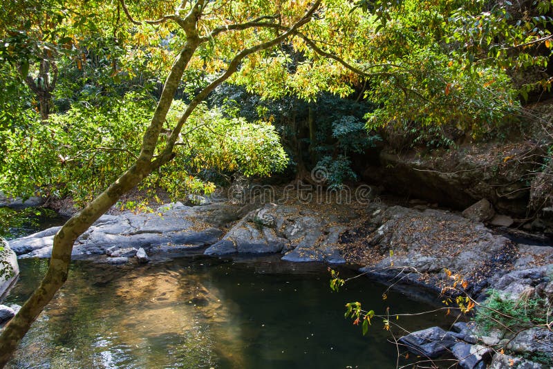 Sumpf stockbild. Bild von lichtung, wald, dschungel, wildnis - 38088373