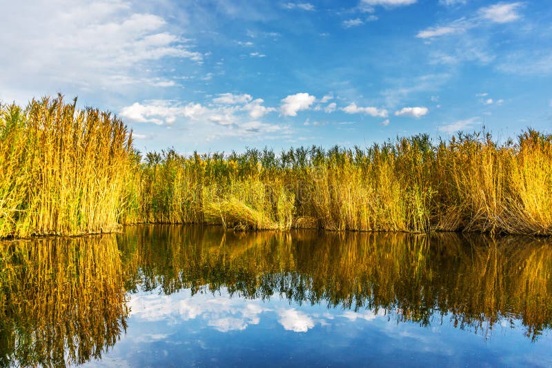 Sumpf stockfoto. Bild von himmel, gewölbt, ökologisch - 53934342