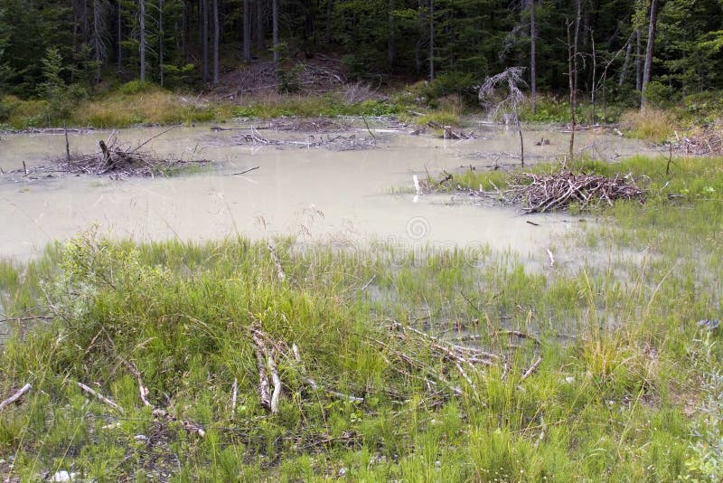 Sumpf stockfoto. Bild von wildnis, teich, herbst, land - 6196976