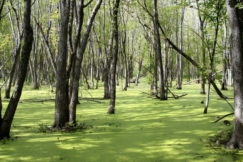Grüner Sumpf an Raritan-Kanal Stockbild - Bild von sumpfland, grün ...