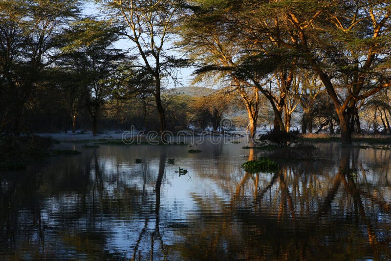 Sumpf stockbild. Bild von bayou, betrieb, abend, baum - 92246425