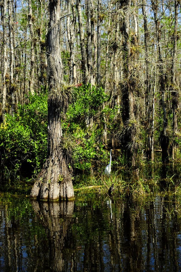 Florida Everglades stockfoto. Bild von sumpfgebiet, wolken - 47995916
