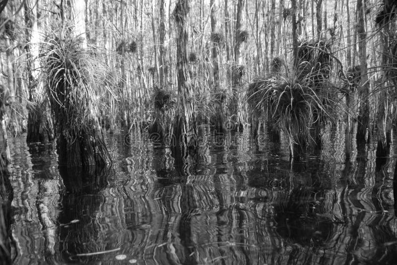 Sumpf Im Everglades-Nationalpark, Florida Stockfoto - Bild von amerika ...