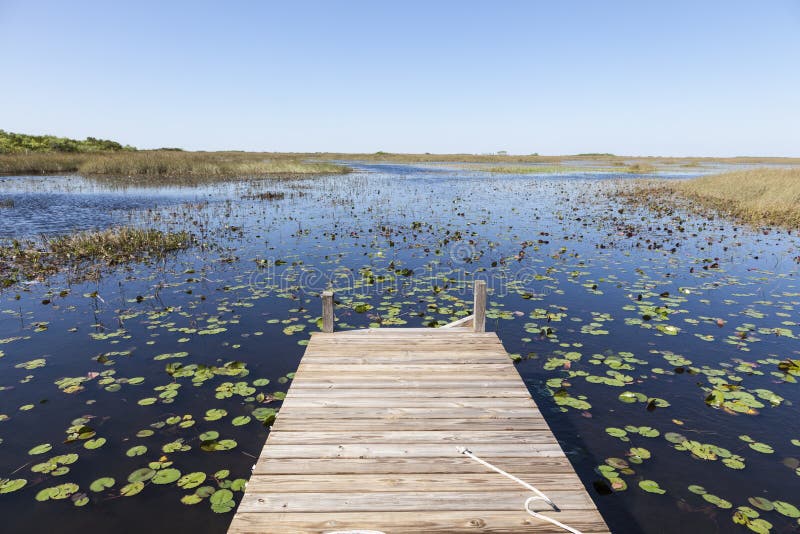 Sumpf Im Everglades-Nationalpark, Florida Stockfoto - Bild von amerika ...