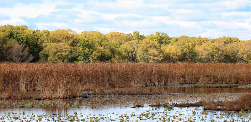 Sumpf Im Herbst Mit Schilfen Und Weiden Stockfoto - Bild von cattails ...