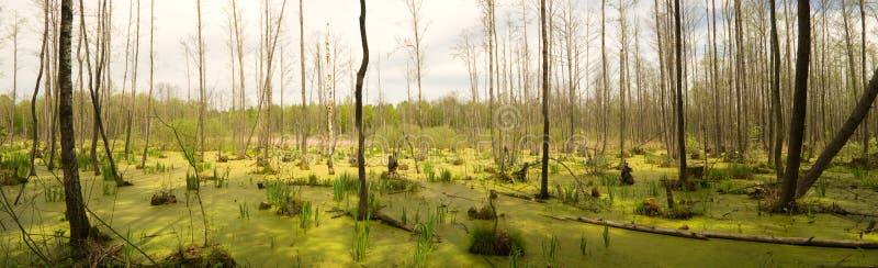 Der Sumpf Ist in Den Bergen Hoch Stockbild - Bild von alpen, bewölkung ...