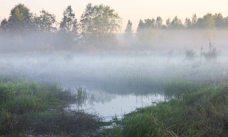 Sumpf im Nebel stockbild. Bild von sumpf, vorbehalt, umgebung - 25477439