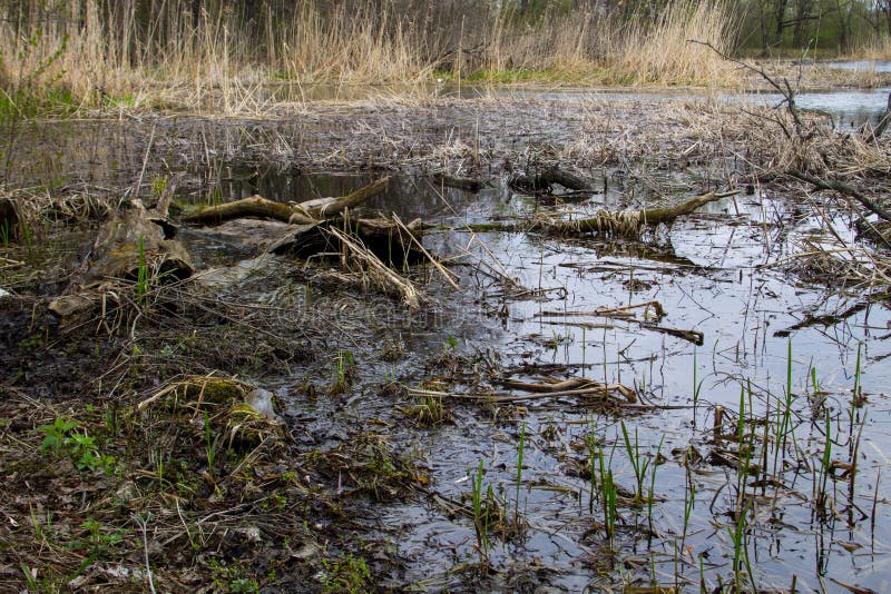 Sumpf im Wald stockfoto. Bild von sumpfig, blatt, laubwechselnd - 171854512