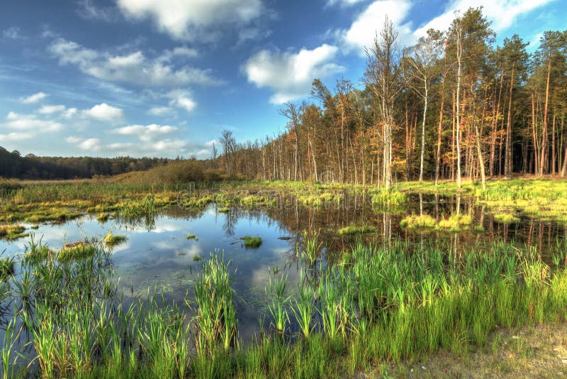 Sumpflandschaft stockbild. Bild von wasser, tiefland - 16387477