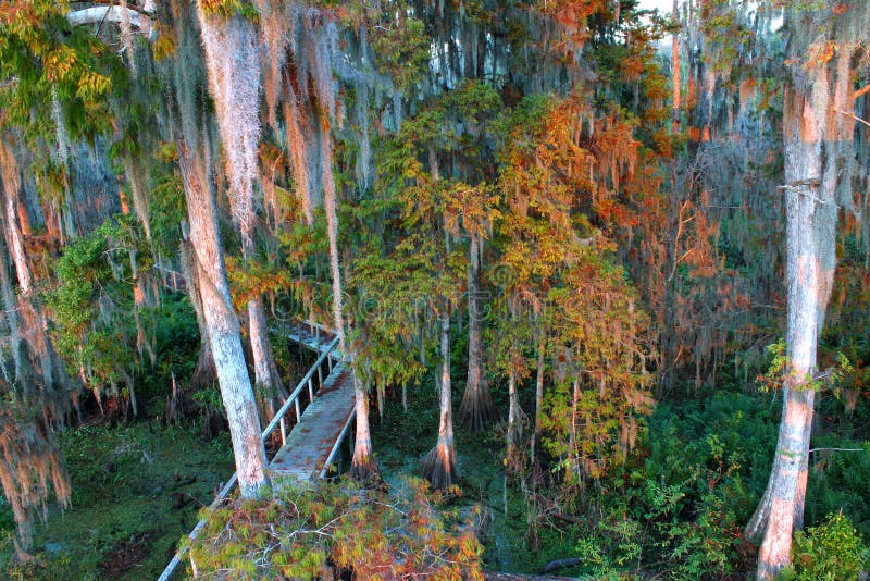 Sumpf-Landschaft Florida stockfoto. Bild von avon, bereich - 61104500