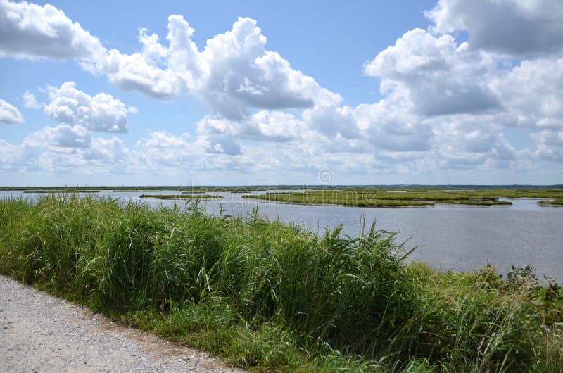 Sumpfgebiet-Sumpf stockfoto. Bild von küsten, sommer - 122326544