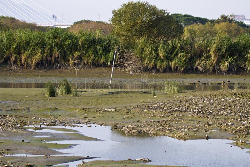 Sumpfgebiet und Sumpf stockfoto. Bild von leuchte, florida - 28949584