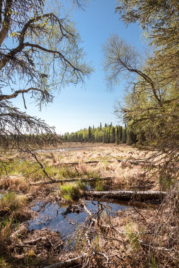 Sumpfgebiete und Wald stockbild. Bild von sumpfig, alaska - 43718741