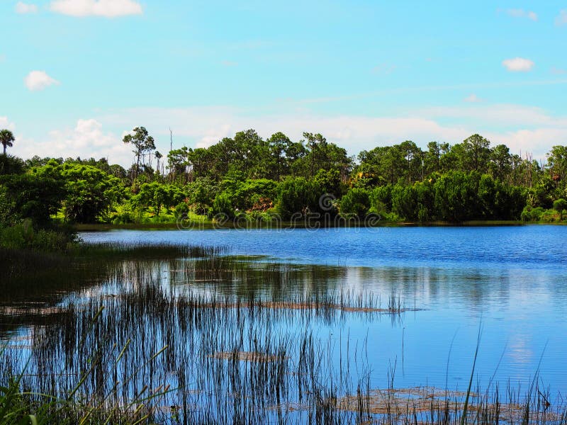 Sumpf-Landschaft stockfoto. Bild von szenisch, vegetation - 34049470