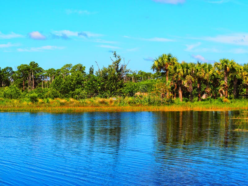 Sumpf-Landschaft Florida stockfoto. Bild von avon, szenisch - 61104500