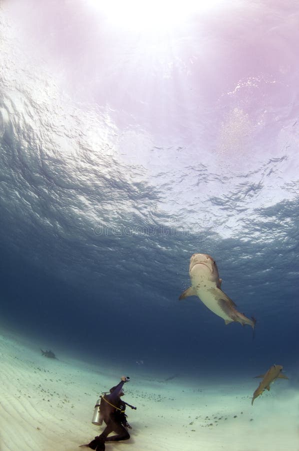 Tarpon Release Underwater stock image. Image of offshore - 20652399