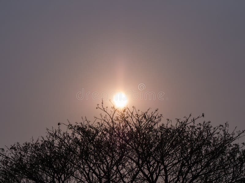 Sun above the Bush stock image. Image of detail, outdoor - 93138513