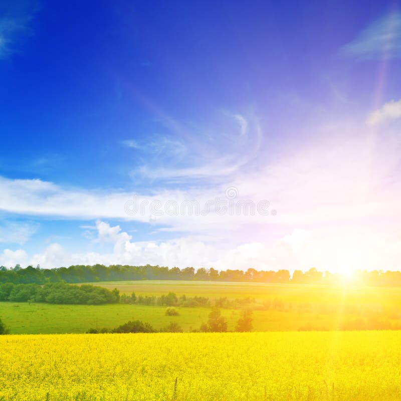Sun Above the Large Yellow Colza Field Stock Photo - Image of energy ...