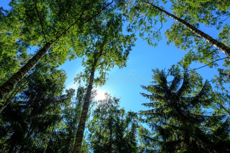 Sun above the trees stock image. Image of white, forest - 97421445