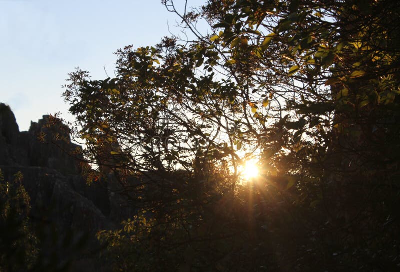 Across the tree bridge stock image. Image of wilderness - 231245069